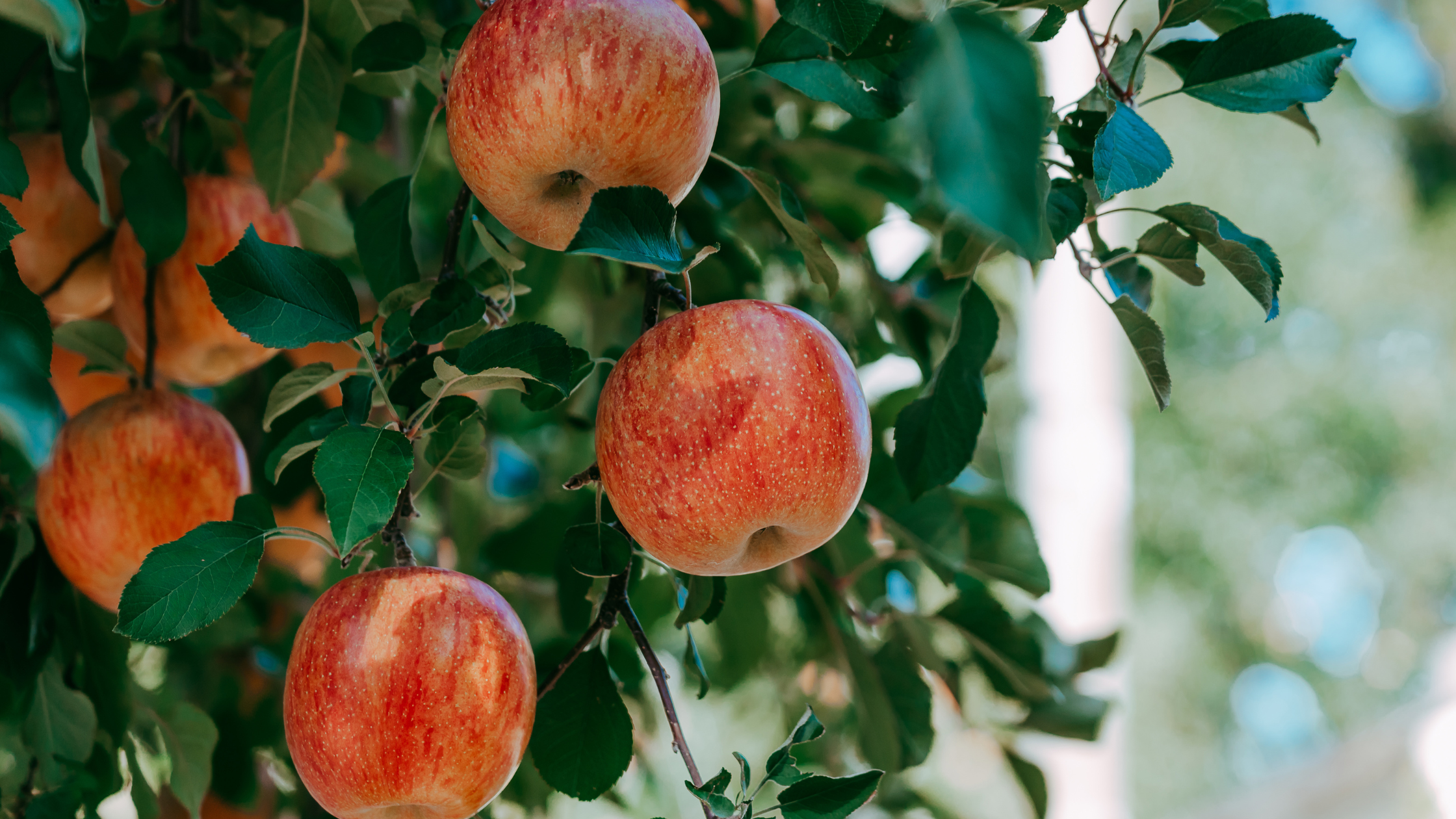 Cheese and Apple Pairing for the Fall Season: A Delicious Guide ...